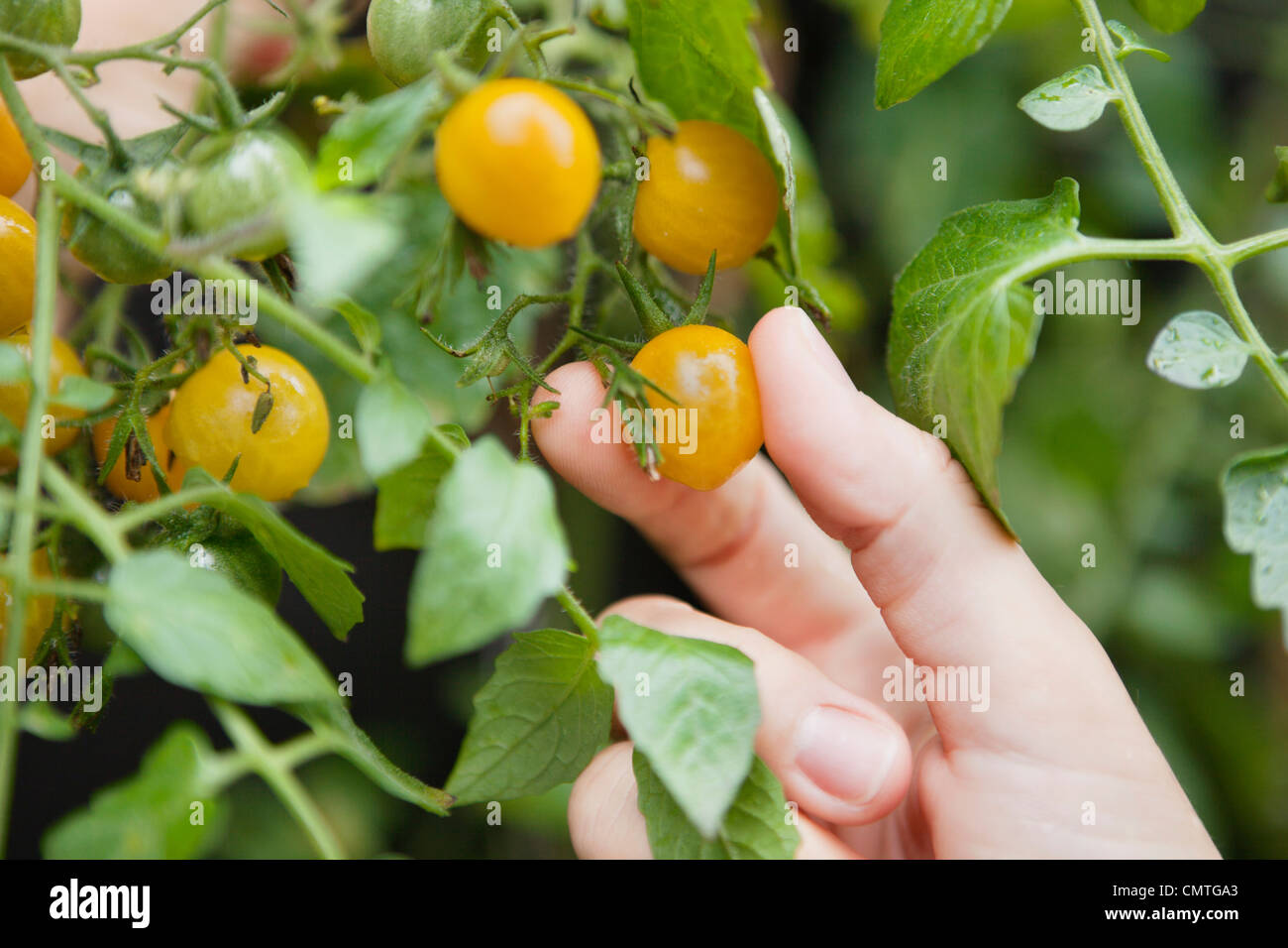 Hand leaf tomato hi-res stock photography and images - Alamy