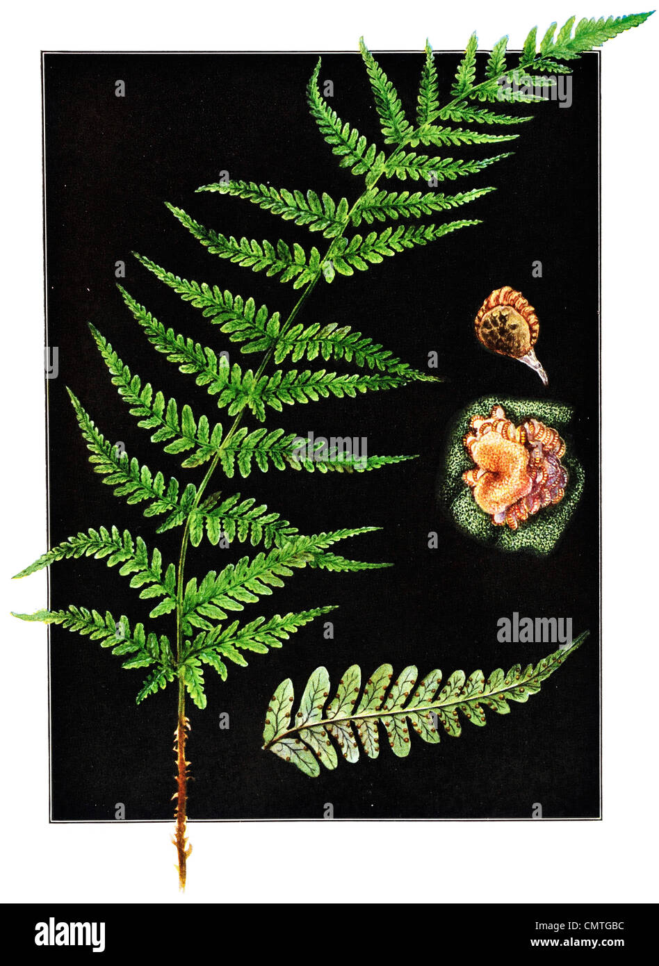 1925 Marginal Fern Dryopteris marginalis Stock Photo - Alamy