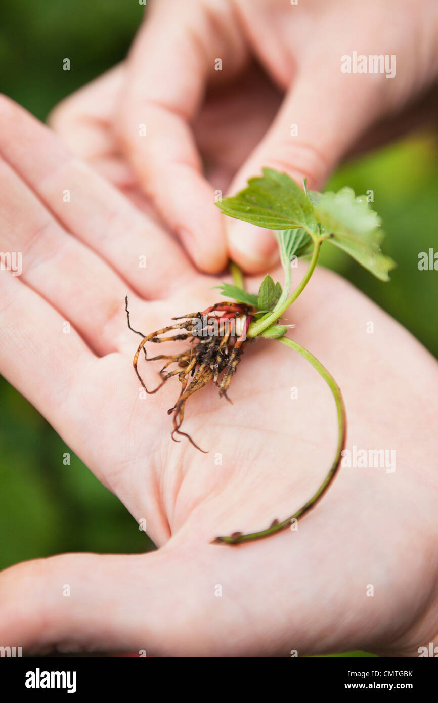 Plant in hand hi-res stock photography and images - Alamy