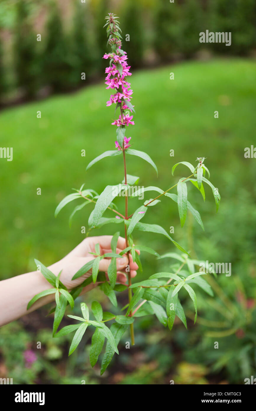 Hand Flower High Resolution Stock Photography and Images - Alamy