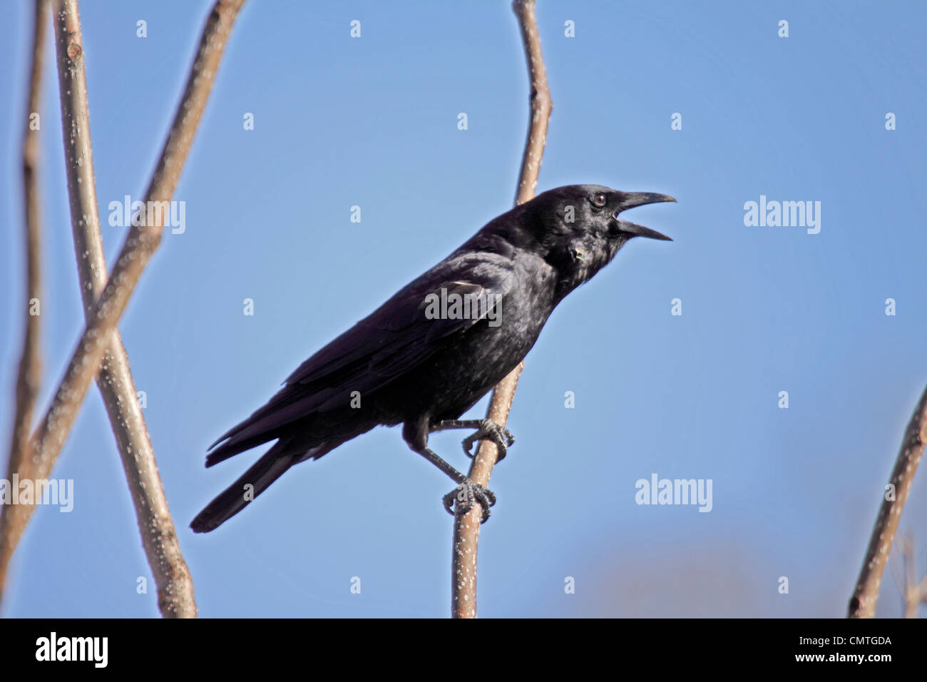 American crow calling from its perch on a branch in Tennessee Stock ...