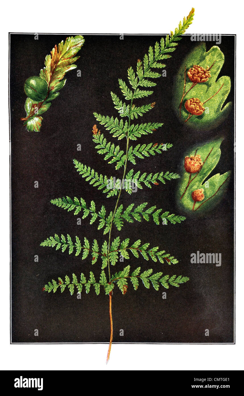 Bulbifera hi-res stock photography and images - Alamy