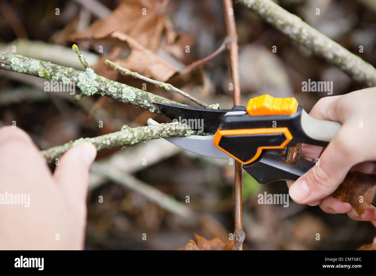 Close-up of human hand cutting twigs Stock Photo - Alamy