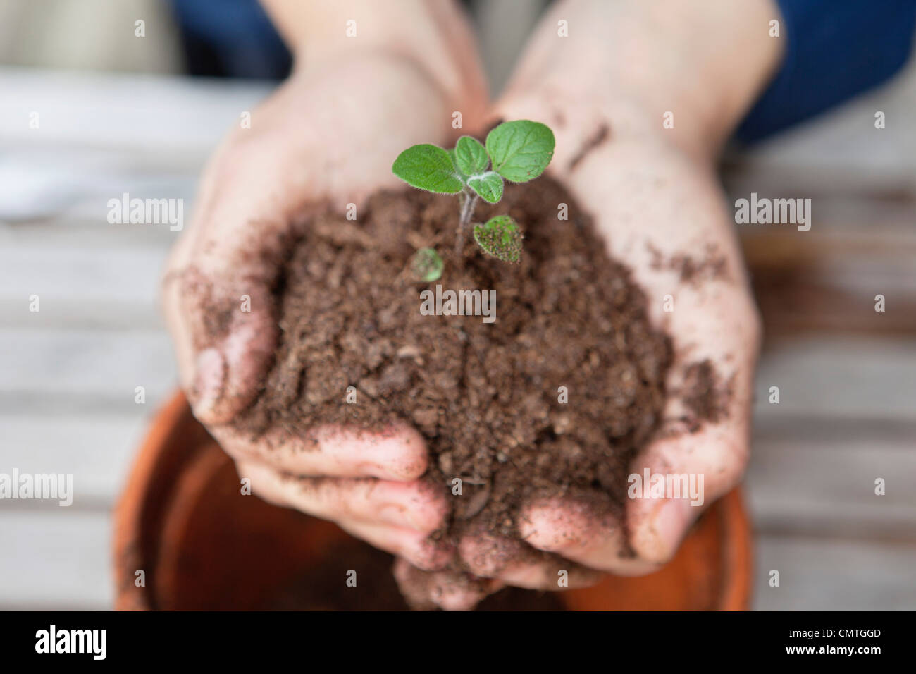 Man lifting plant to pot Stock Photo - Alamy