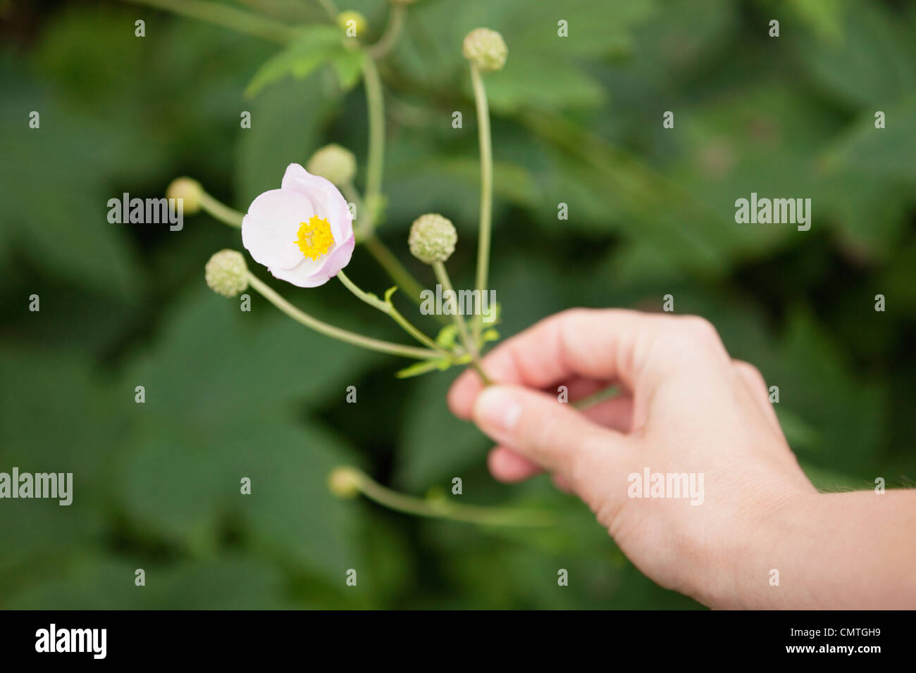 Gardening hand flower white hi-res stock photography and images - Alamy
