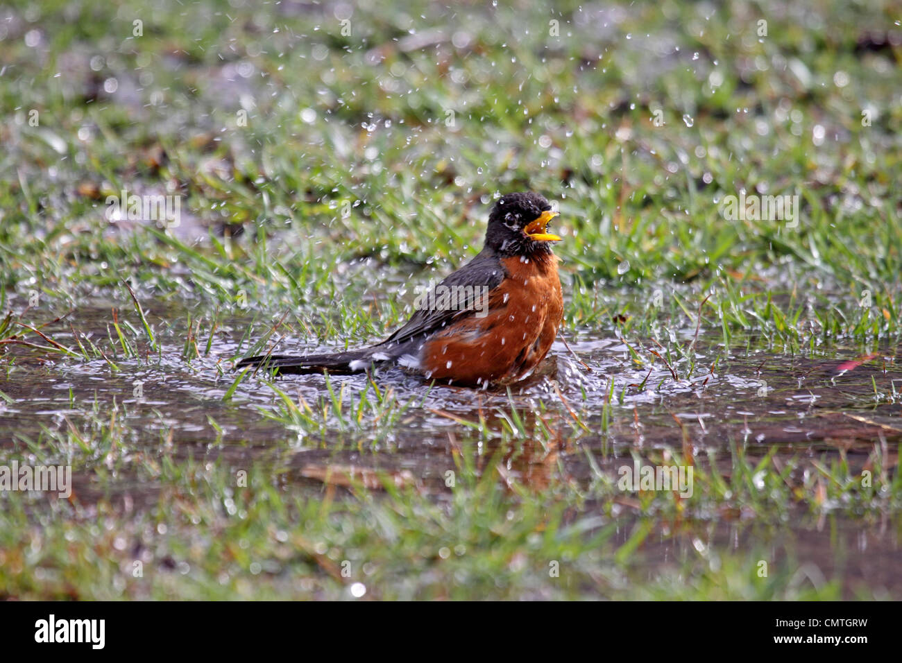 American robin bathing in puddle in a garden in Gatlinburg Tennessee ...