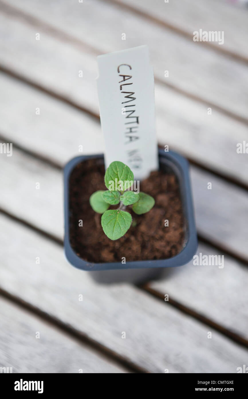 Plant with note in pot Stock Photo - Alamy