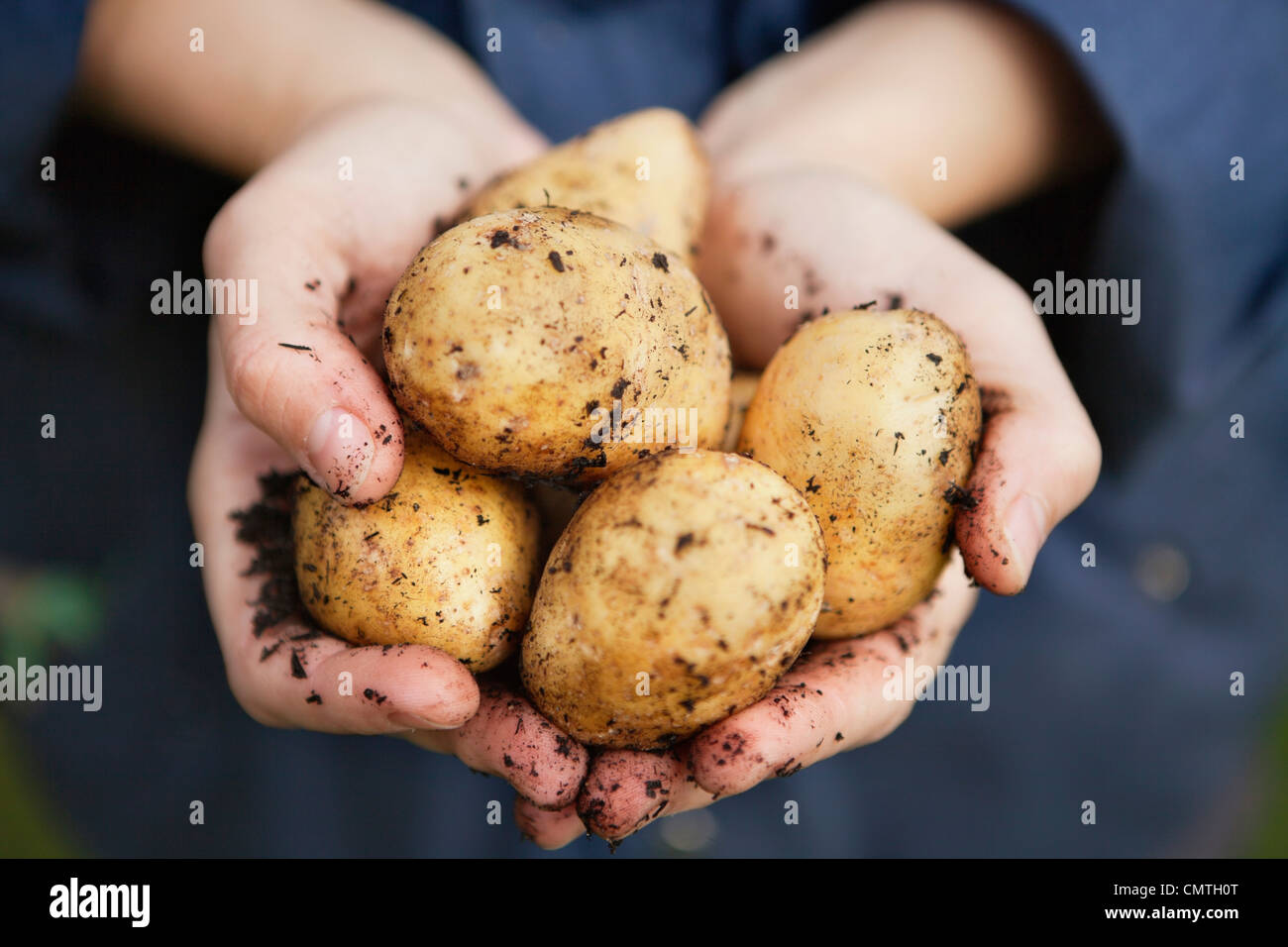 Hand holding potatoes Stock Photo - Alamy