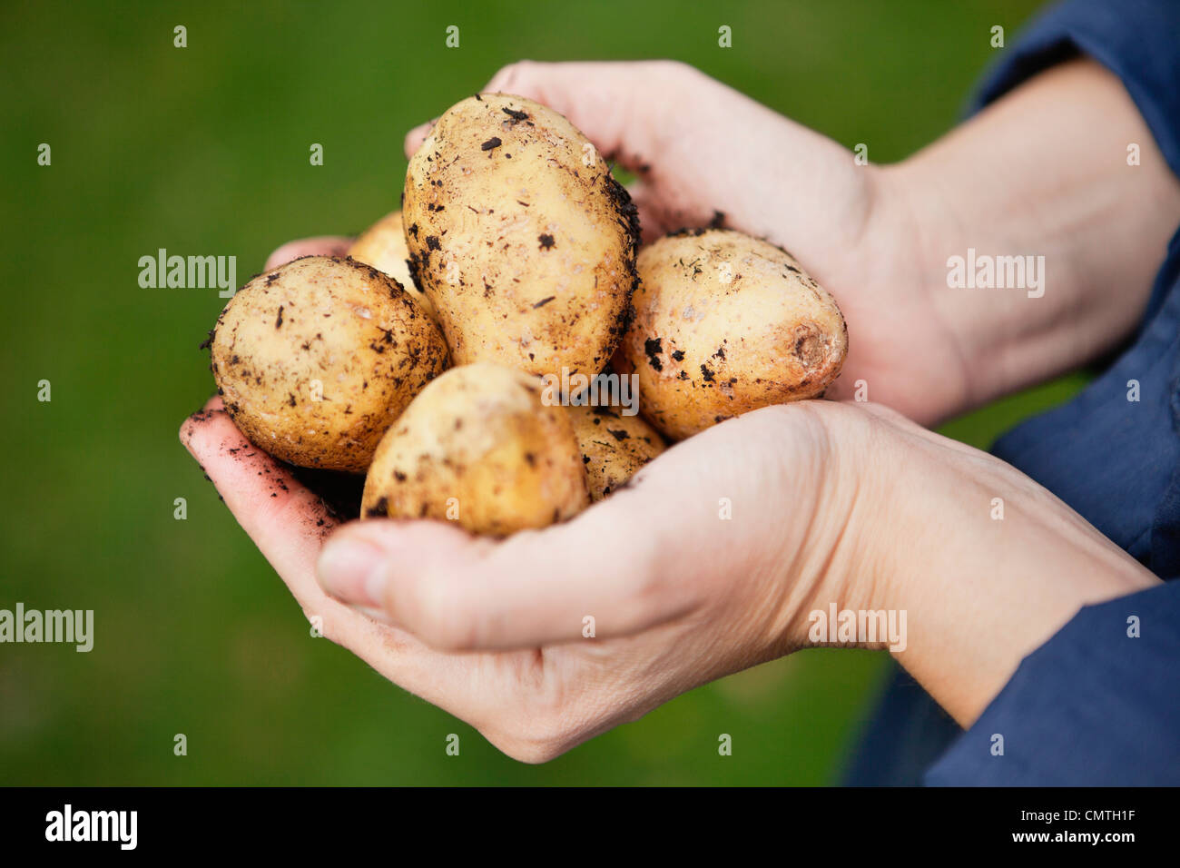 Hand holding potatoes Stock Photo - Alamy