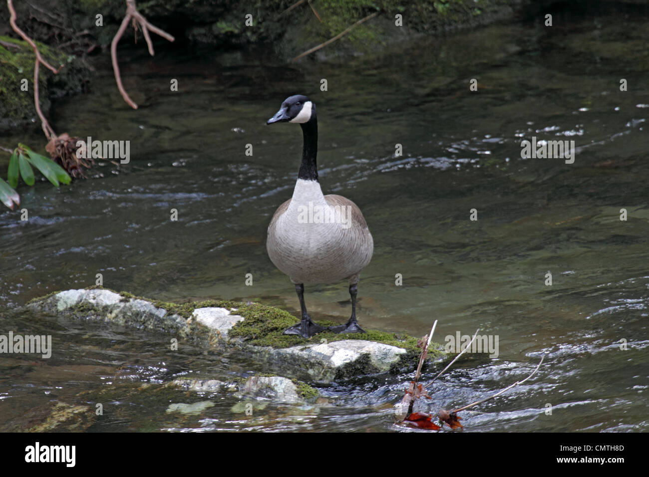 Emergent rock hi-res stock photography and images - Alamy