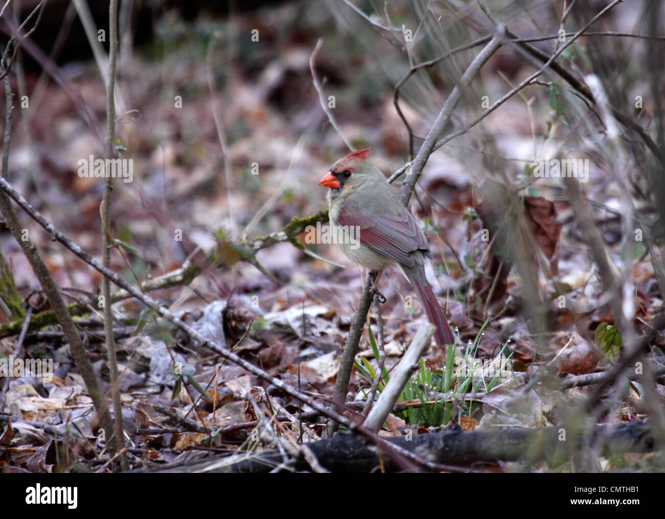 Northern cardinal female perched in a bush in a garden in Tennessee ...