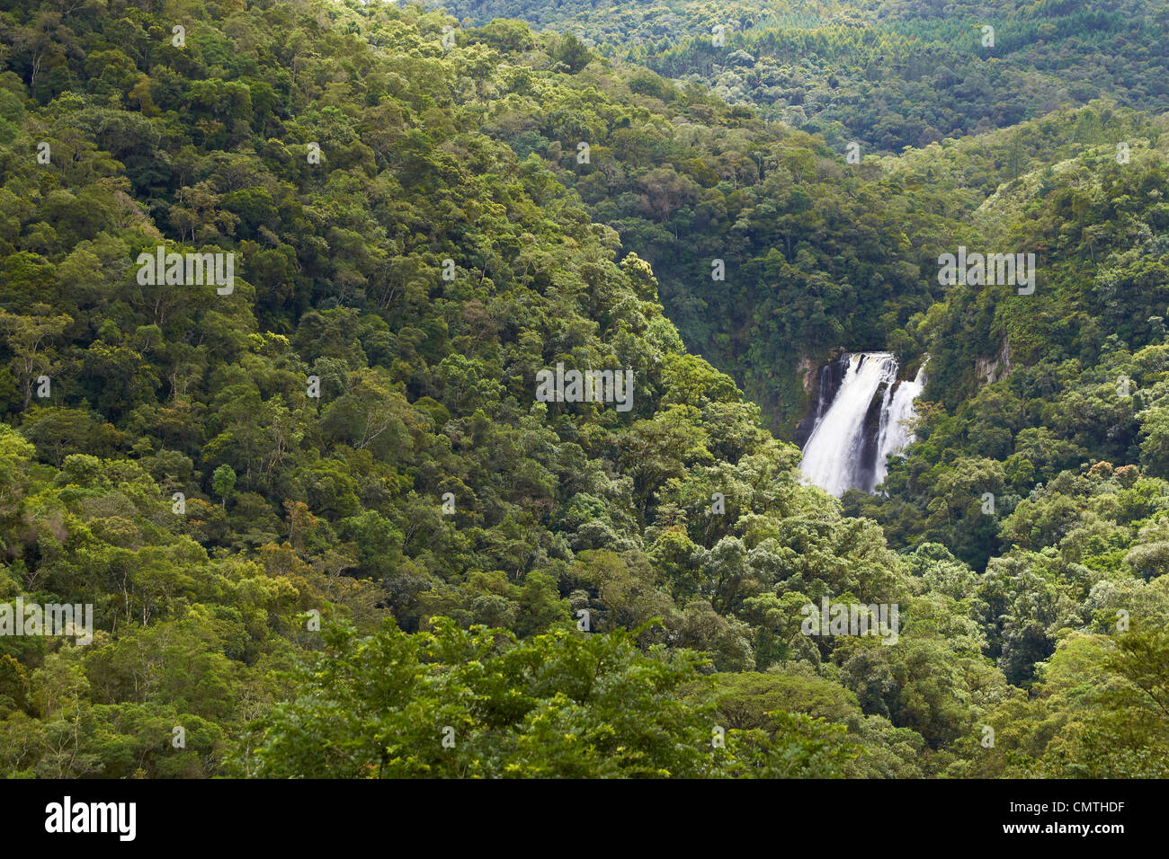 Waterfall in the Atlantic Rainforest Stock Photo - Alamy