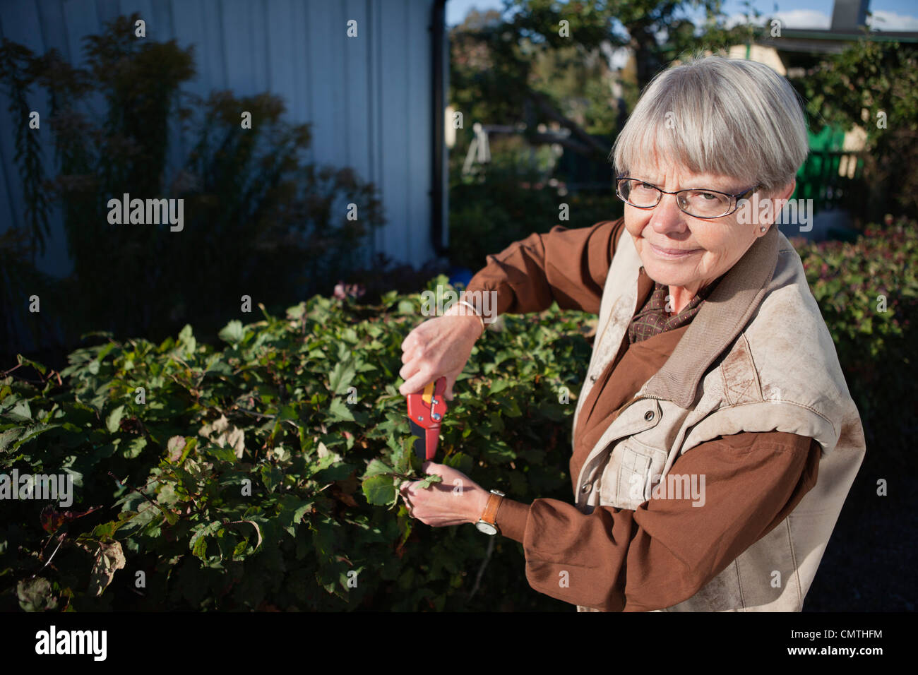 portrait of senior woman cutting hedge looking at camera Stock Photo ...