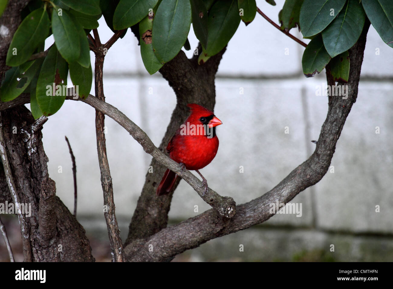 Northern cardinal male perched in a bush in a garden in Tennessee Stock ...