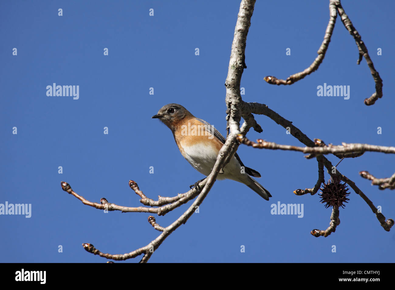 Female bluebird hi-res stock photography and images - Alamy