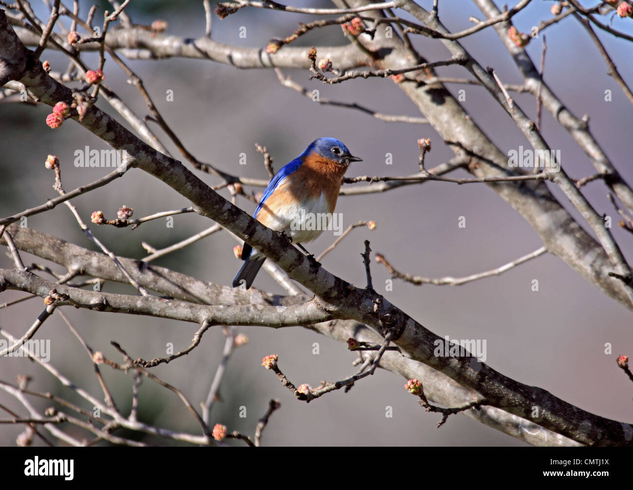 Male bluebirds hi-res stock photography and images - Alamy