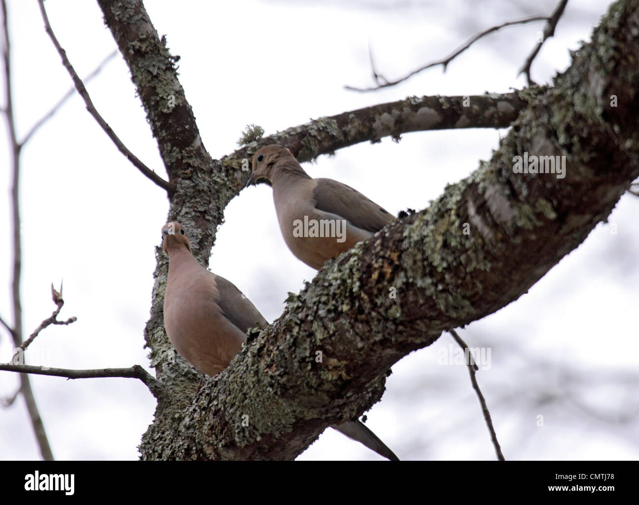 Mourning dove pair hi-res stock photography and images - Alamy