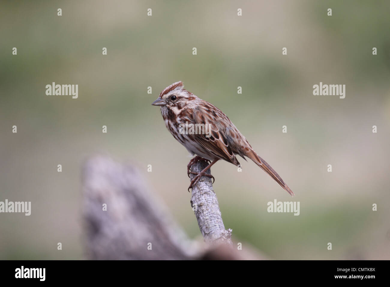 American song sparrows hi-res stock photography and images - Alamy