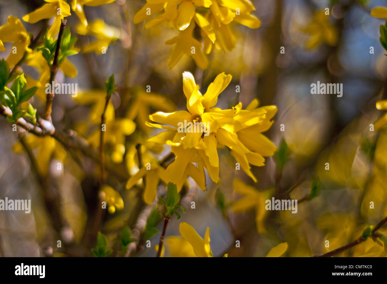 Summer forsythia hi-res stock photography and images - Alamy