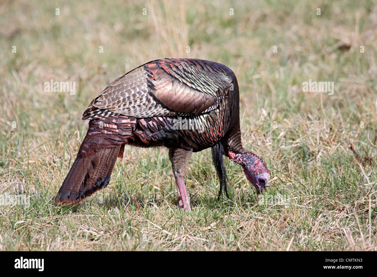 Turkey in short grass hi-res stock photography and images - Alamy