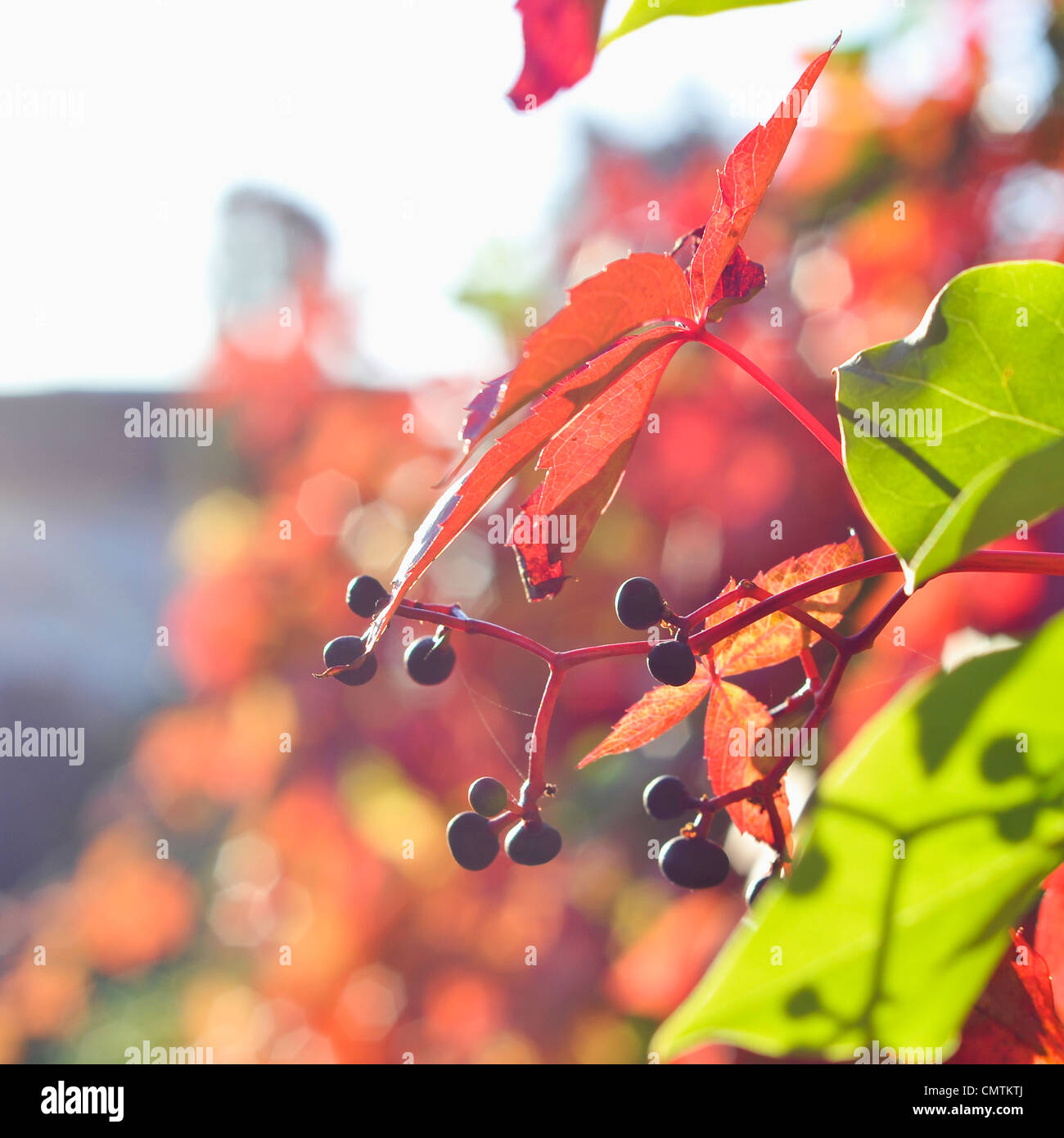 Square Leaves High Resolution Stock Photography and Images - Alamy