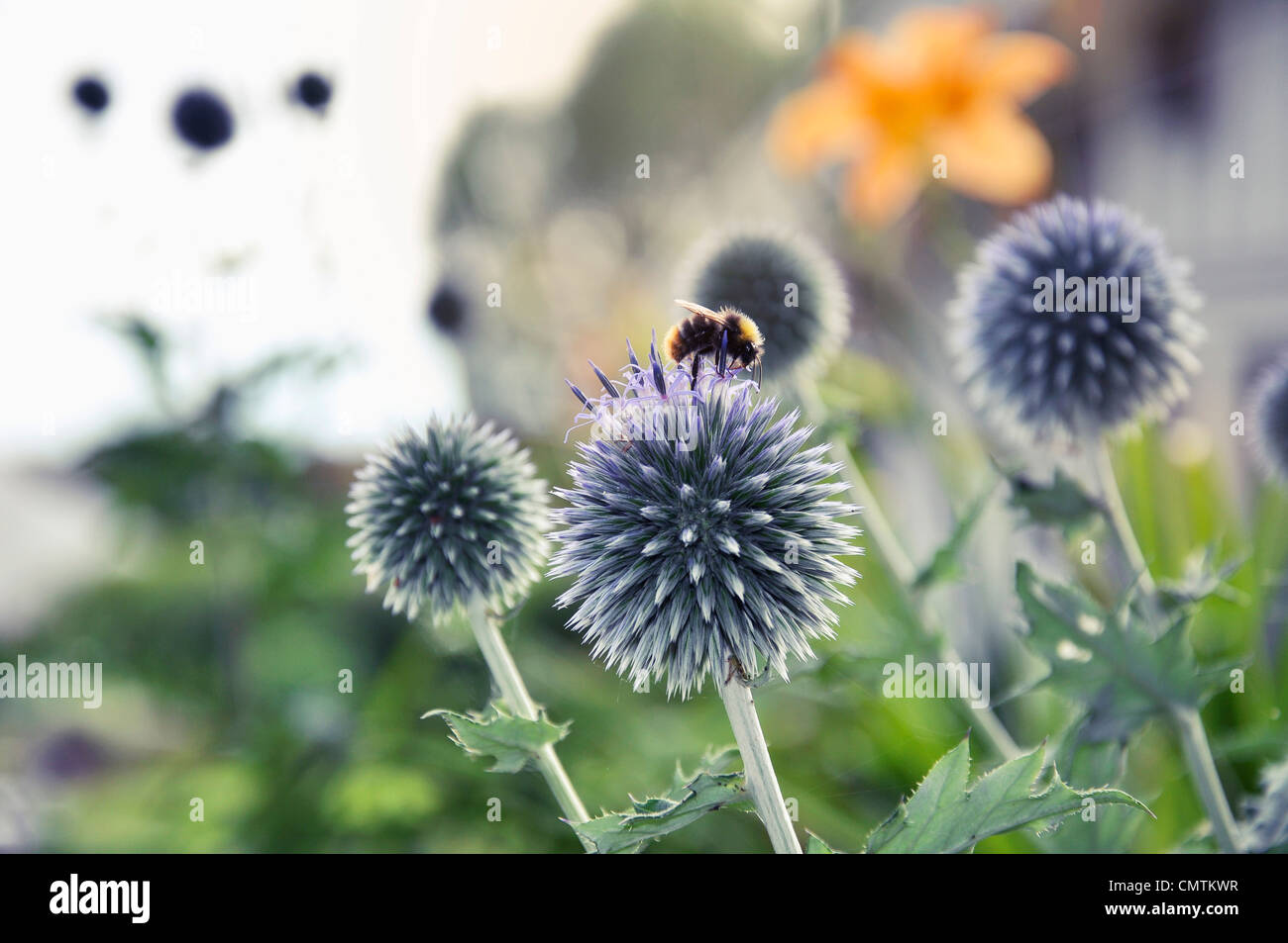Beauty Of Blooming High Resolution Stock Photography and Images - Alamy