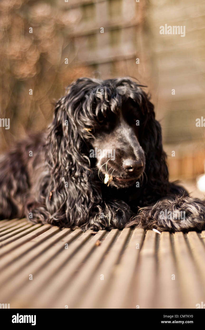 Cocker spaniel in the garden hi-res stock photography and images - Alamy