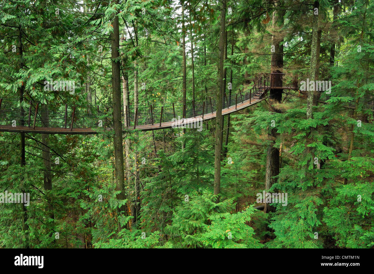 Treetops Adventure walkway at the Capilano Suspension Bridge, Vancouver ...