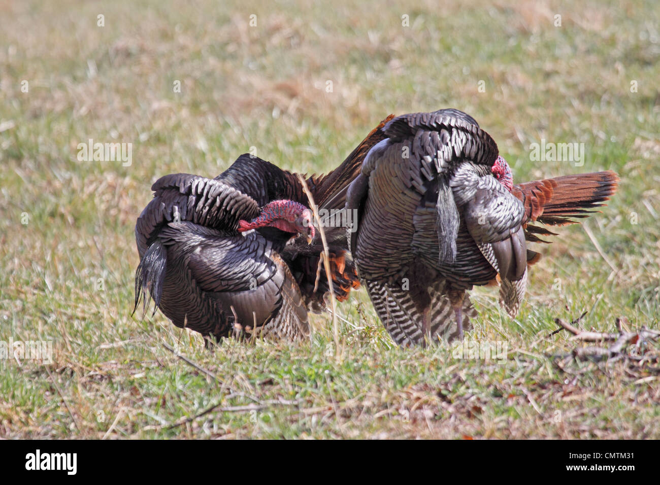 Preening turkey hi-res stock photography and images - Alamy