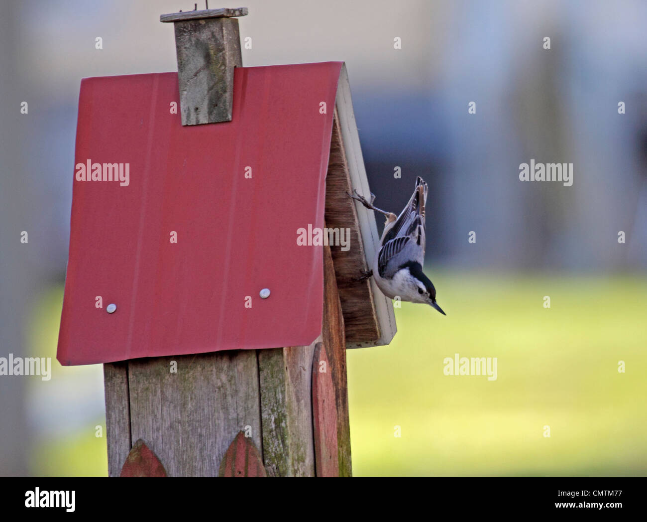 Nests in nest boxes hi-res stock photography and images - Alamy