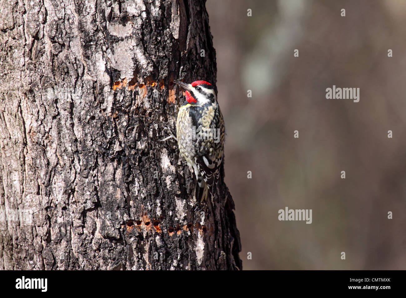 Yellow bellied sapsucker feeding from holes it has drilled in tree ...