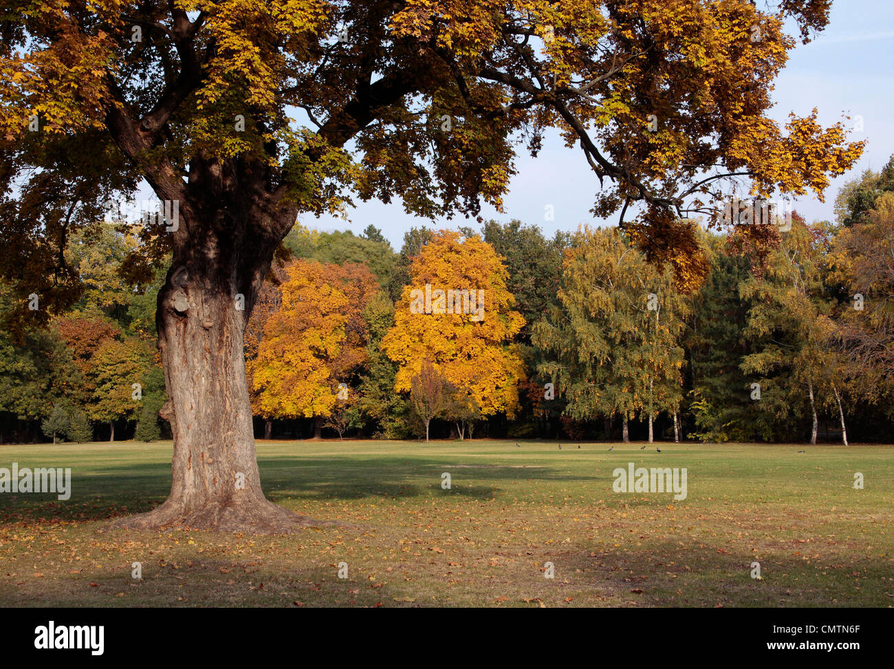 Autumn meadow with trees Stock Photo - Alamy