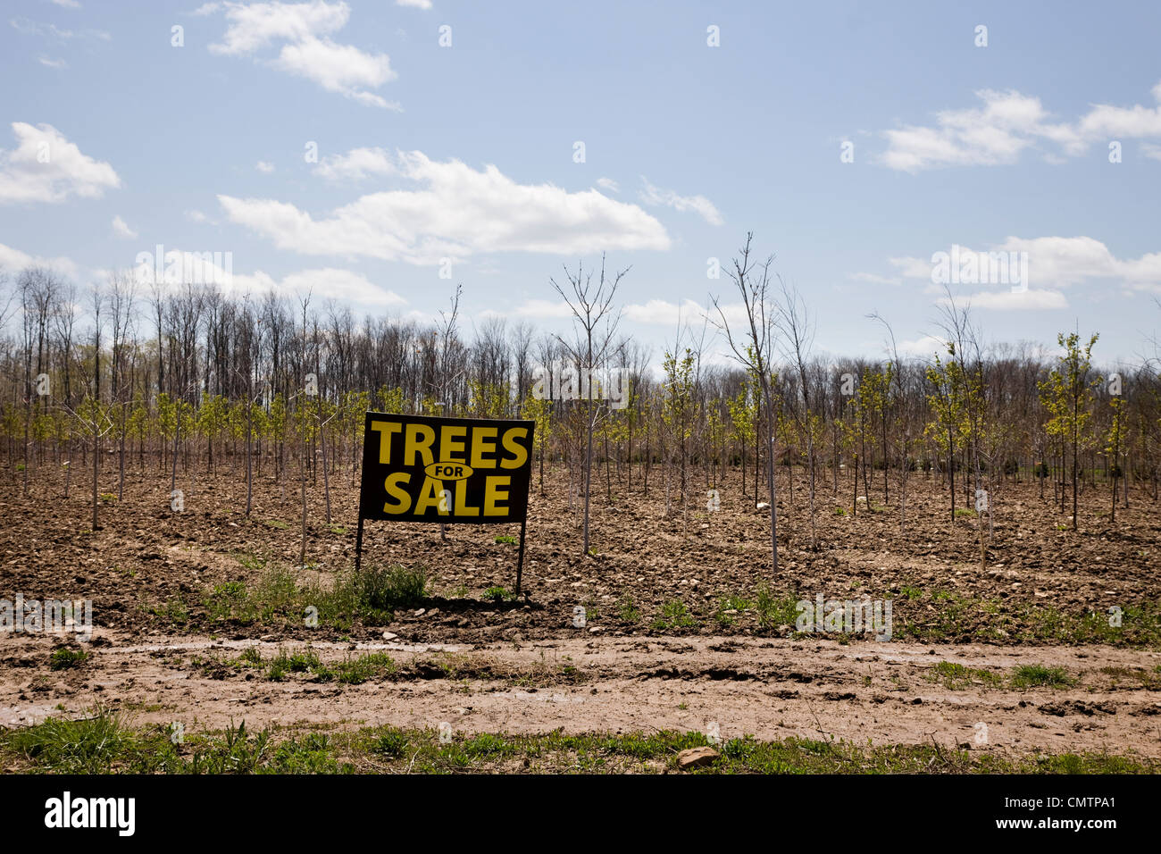 Trees for sale , Niagara, Ontario Stock Photo - Alamy