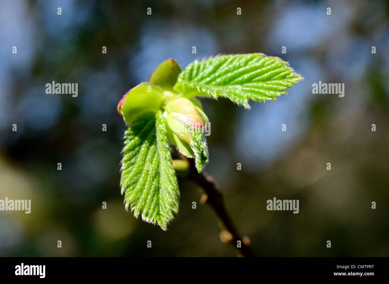 Close up of Hazel leaves opening in spring sunshine Stock Photo - Alamy
