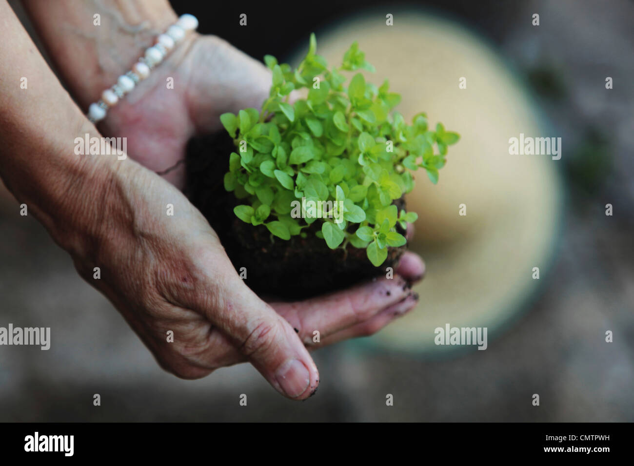 Hand holding plant Stock Photo - Alamy
