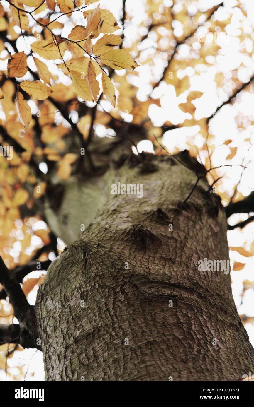 Branch Trunk Tree High Resolution Stock Photography and Images - Alamy