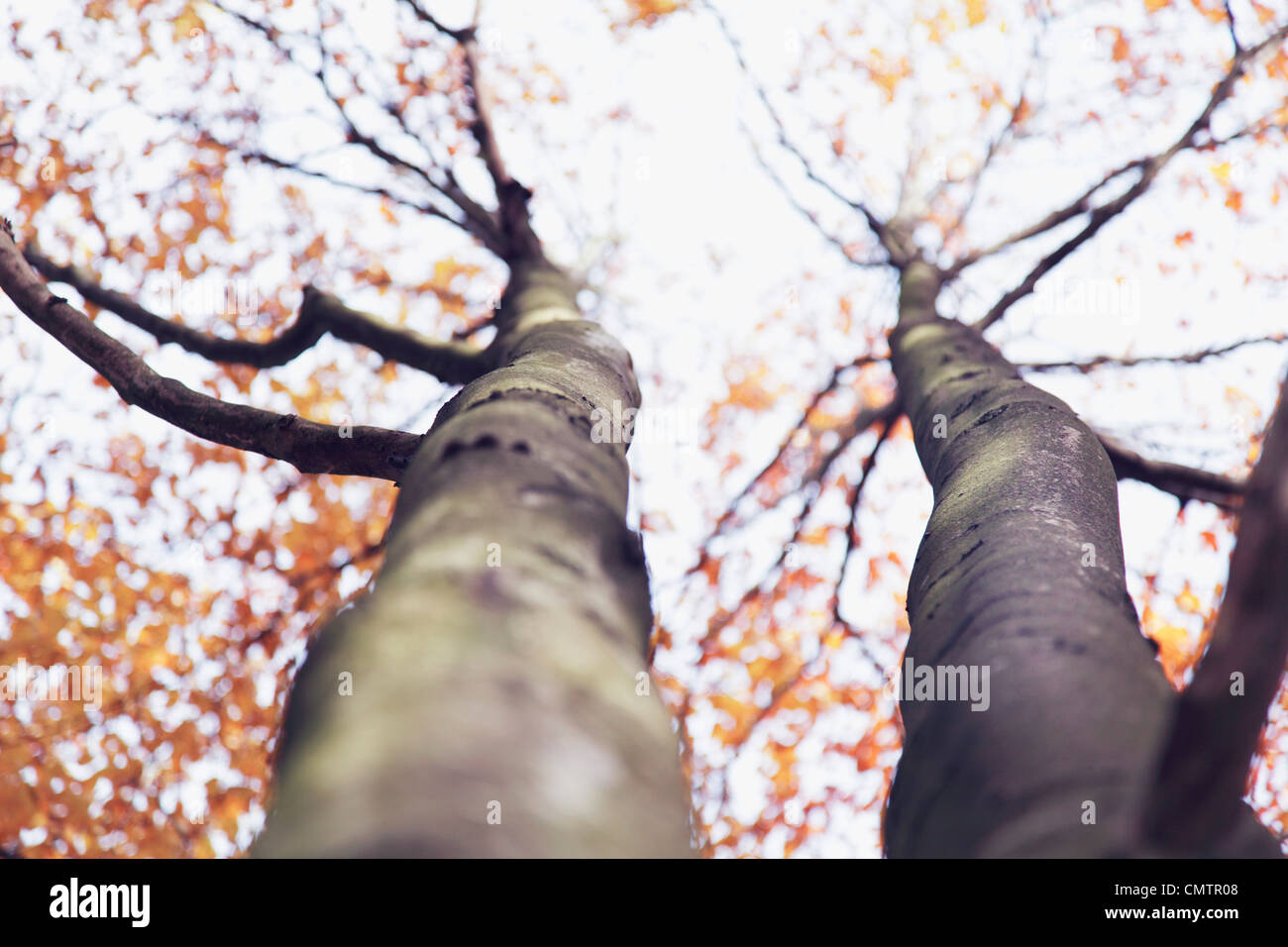 Two Tree High Resolution Stock Photography and Images - Alamy