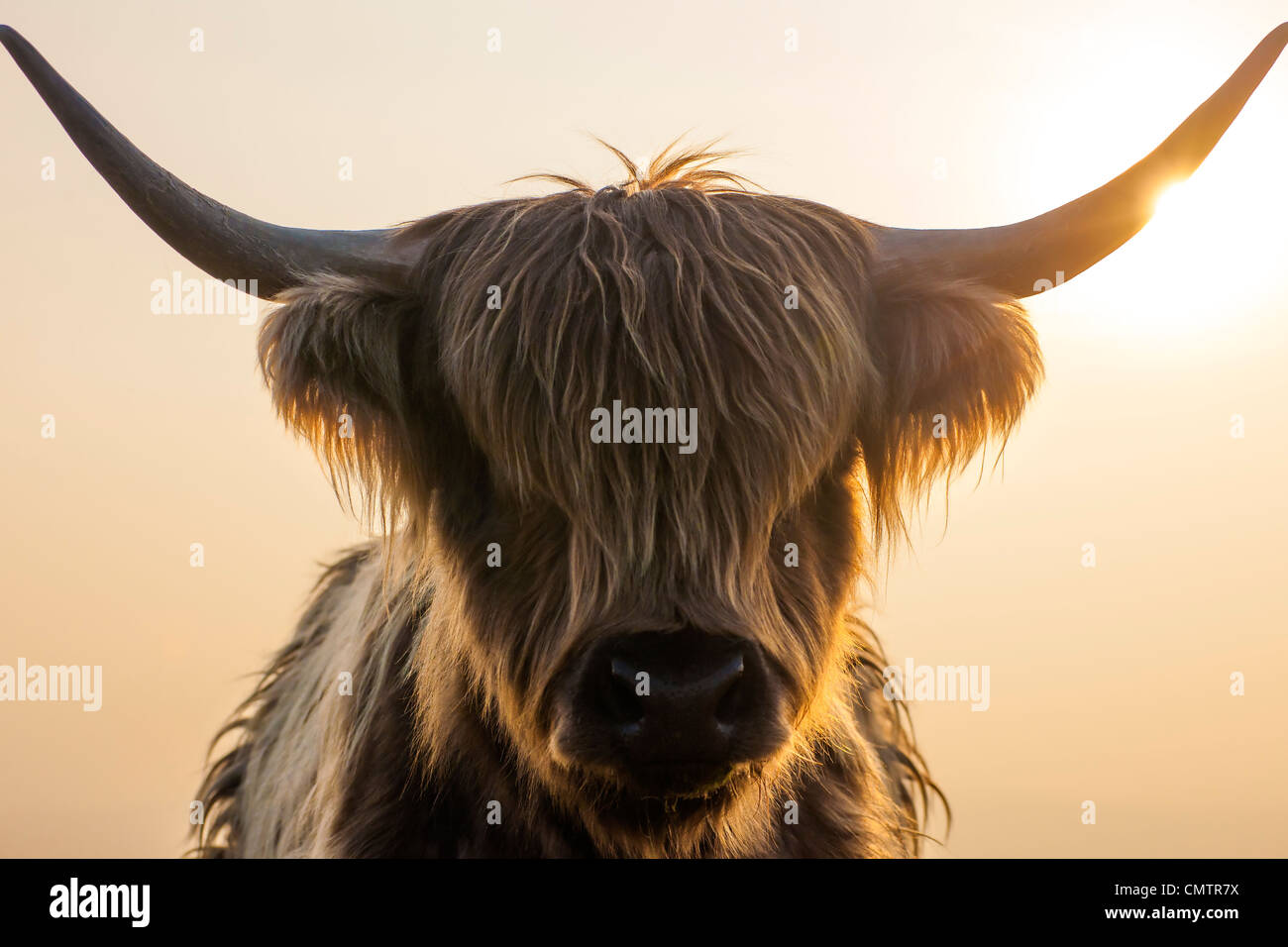 Cattle head shot hi-res stock photography and images - Alamy