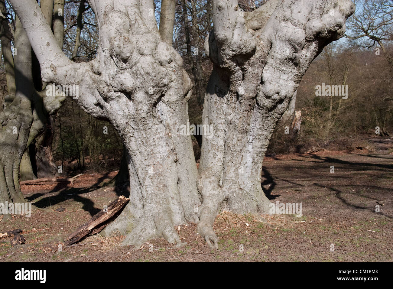 ancient trees woodland royal forest conservation Stock Photo - Alamy