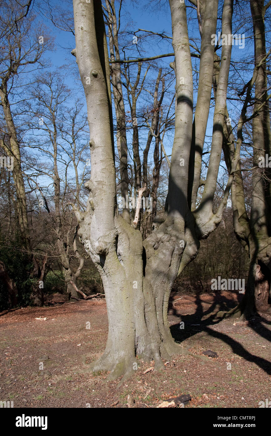 ancient trees woodland royal forest conservation Stock Photo - Alamy