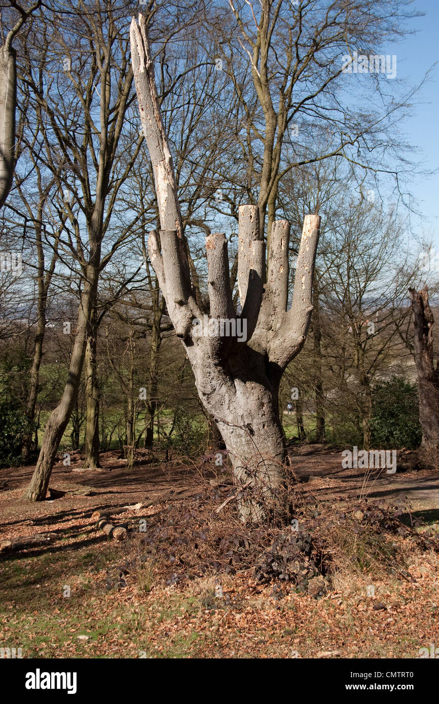 ancient trees woodland royal forest conservation Stock Photo - Alamy