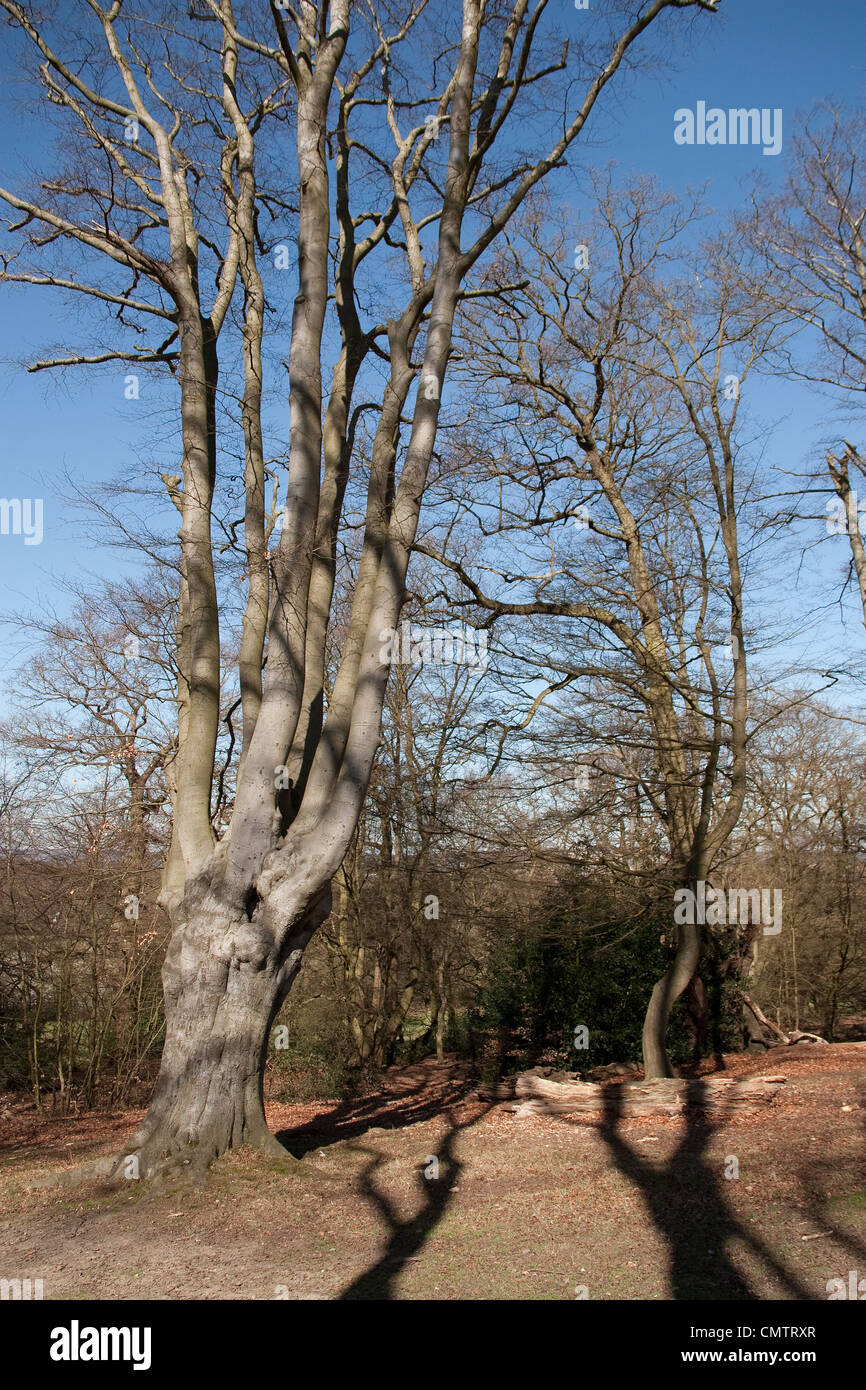 ancient trees woodland royal forest conservation Stock Photo - Alamy