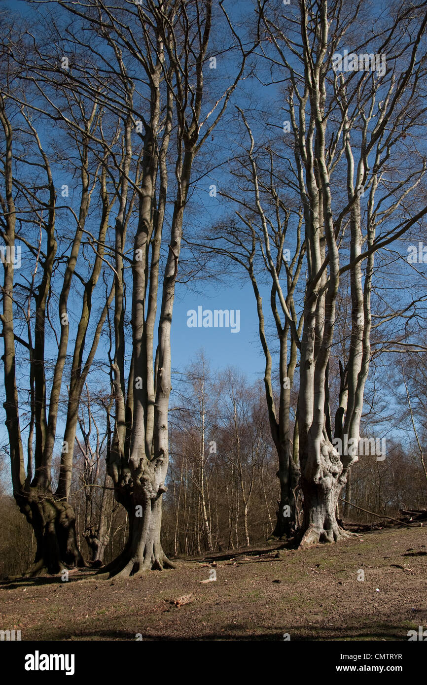 ancient trees woodland royal forest conservation Stock Photo - Alamy
