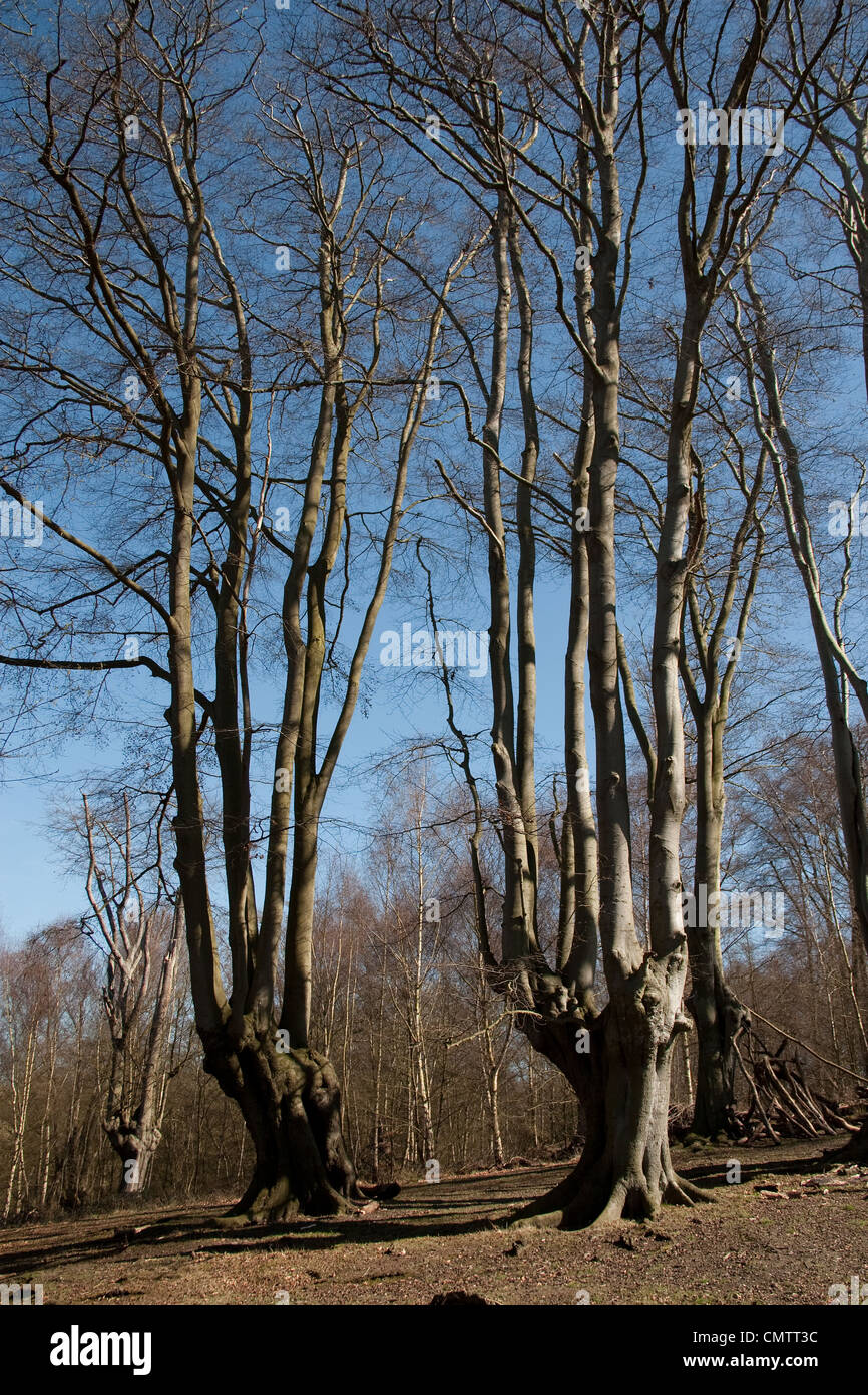 ancient trees woodland royal forest conservation Stock Photo - Alamy