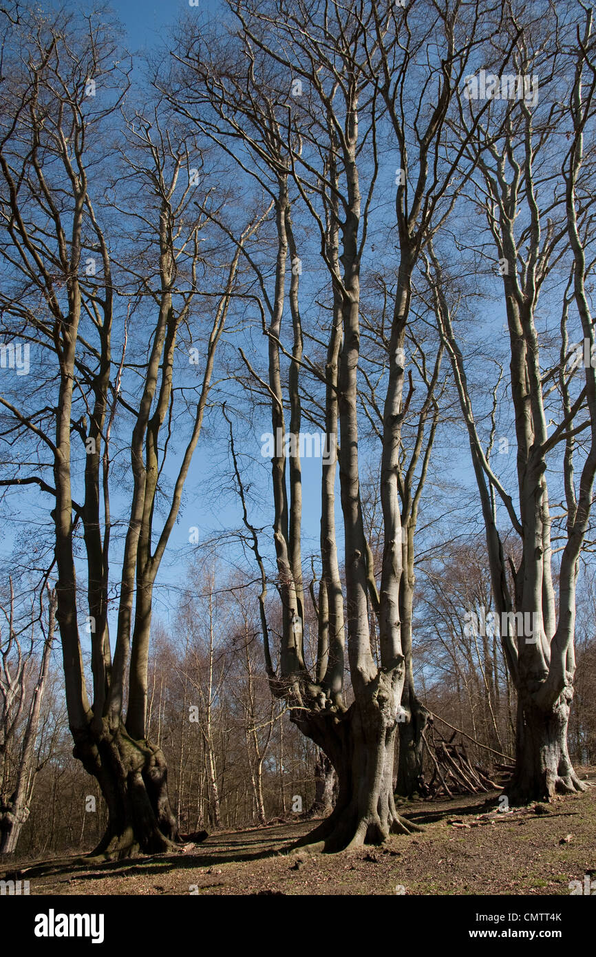 ancient trees woodland royal forest conservation Stock Photo - Alamy