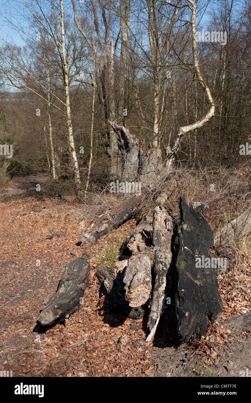 ancient trees woodland royal forest conservation Stock Photo - Alamy