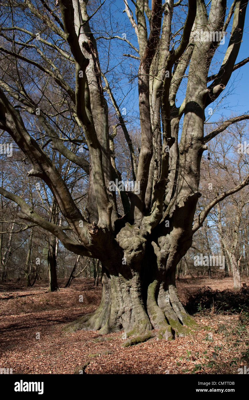 ancient trees woodland royal forest conservation Stock Photo - Alamy