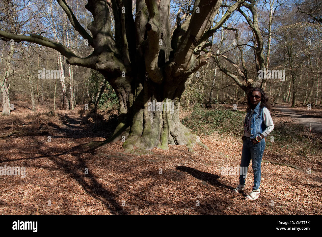 ancient trees woodland royal forest conservation Epping Forest Stock ...