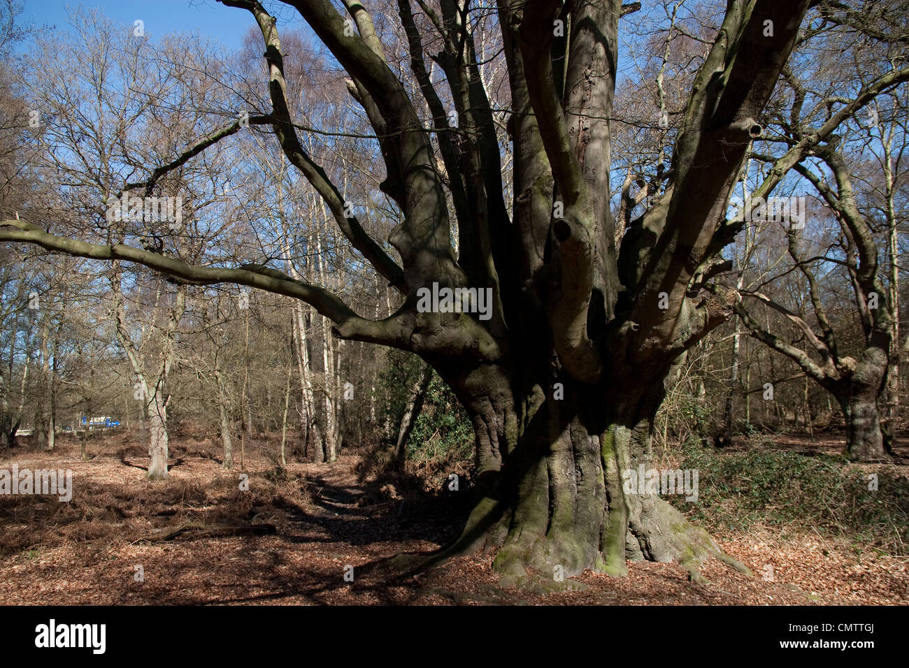 ancient trees woodland royal forest conservation Stock Photo - Alamy