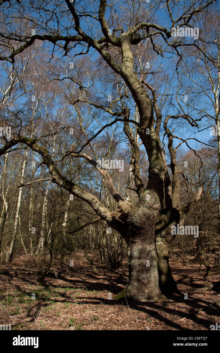 ancient trees woodland royal forest conservation Stock Photo - Alamy